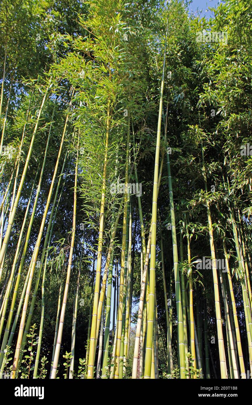 Rare plants hi-res stock photography and images - Alamy