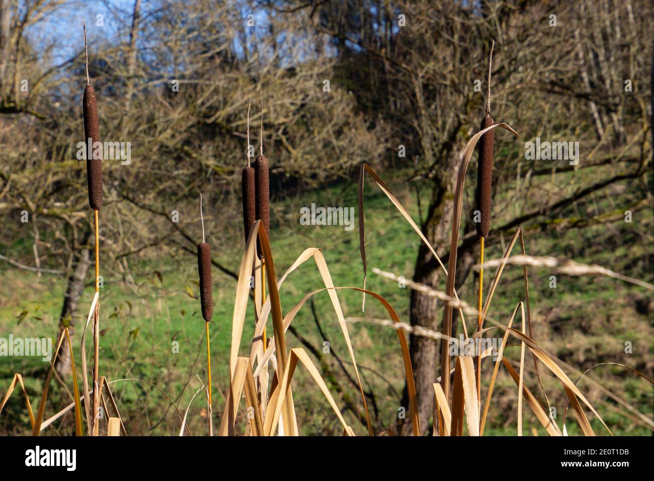 Cattail growth hi-res stock photography and images - Alamy