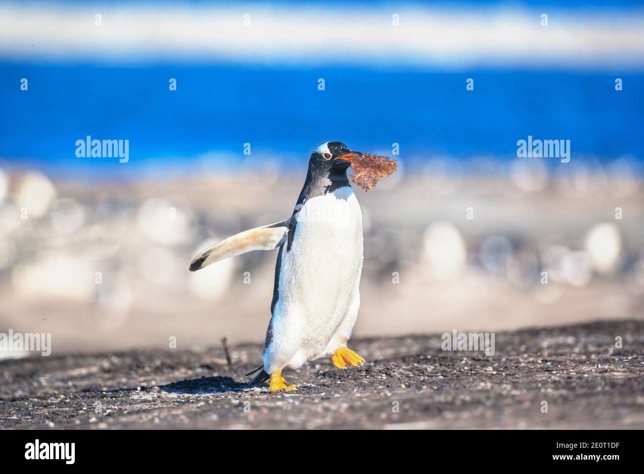 Animal carring animals hi-res stock photography and images - Alamy