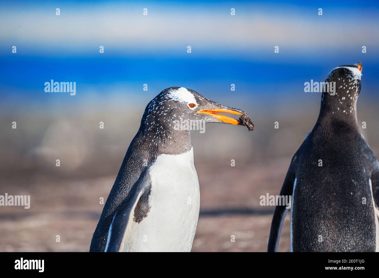 Gentoo penguin (Pygocelis papua papua), carrying nesting material, Sea ...