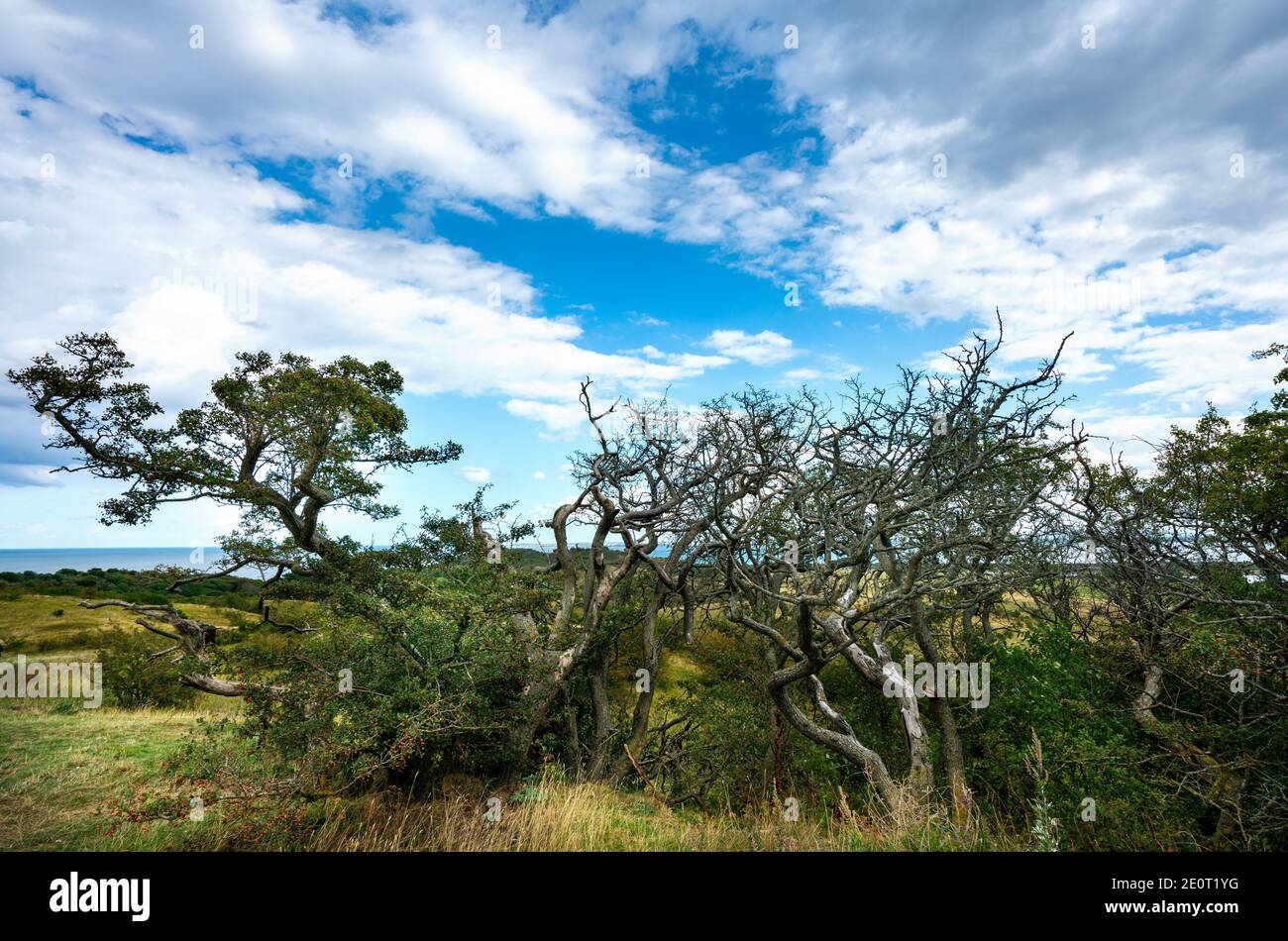 Trees In The North German Plain Stock Photo - Alamy