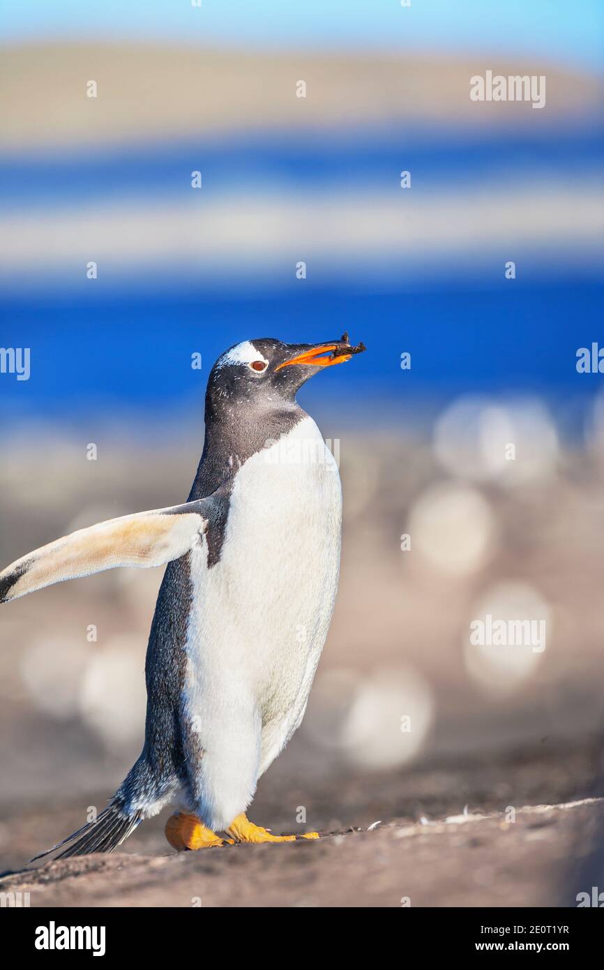 Gentoo penguin (Pygocelis papua papua), carrying nesting material, Sea ...