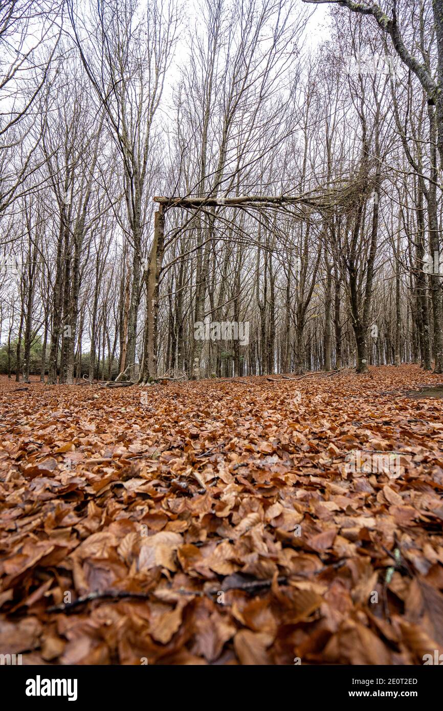 Forest from above Stock Photo - Alamy