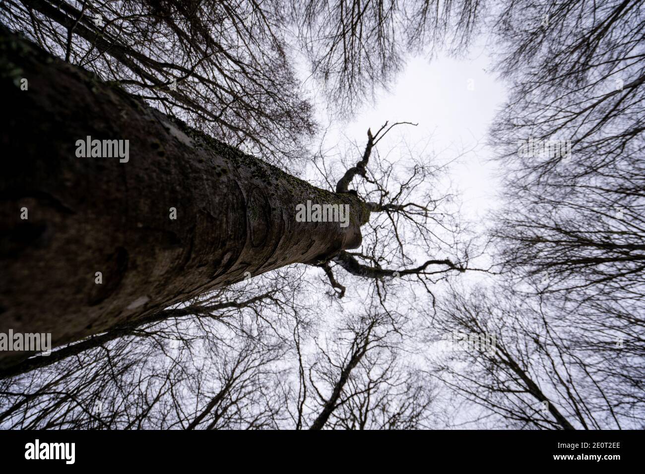 Solo tree forest hi-res stock photography and images - Alamy