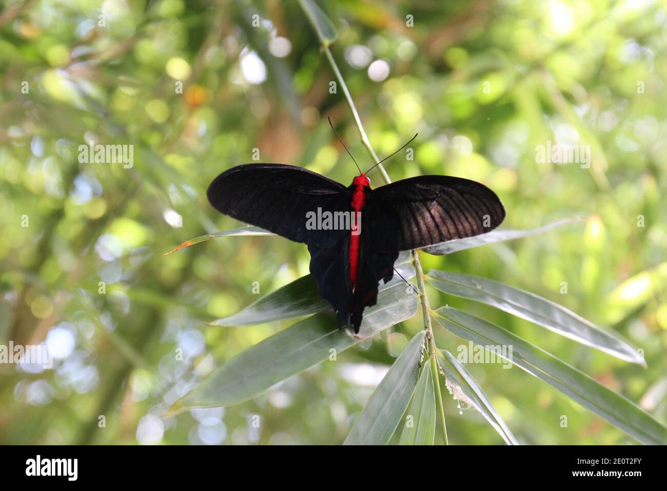 Common Rose Swallowtail Butterfly High Resolution Stock Photography and ...
