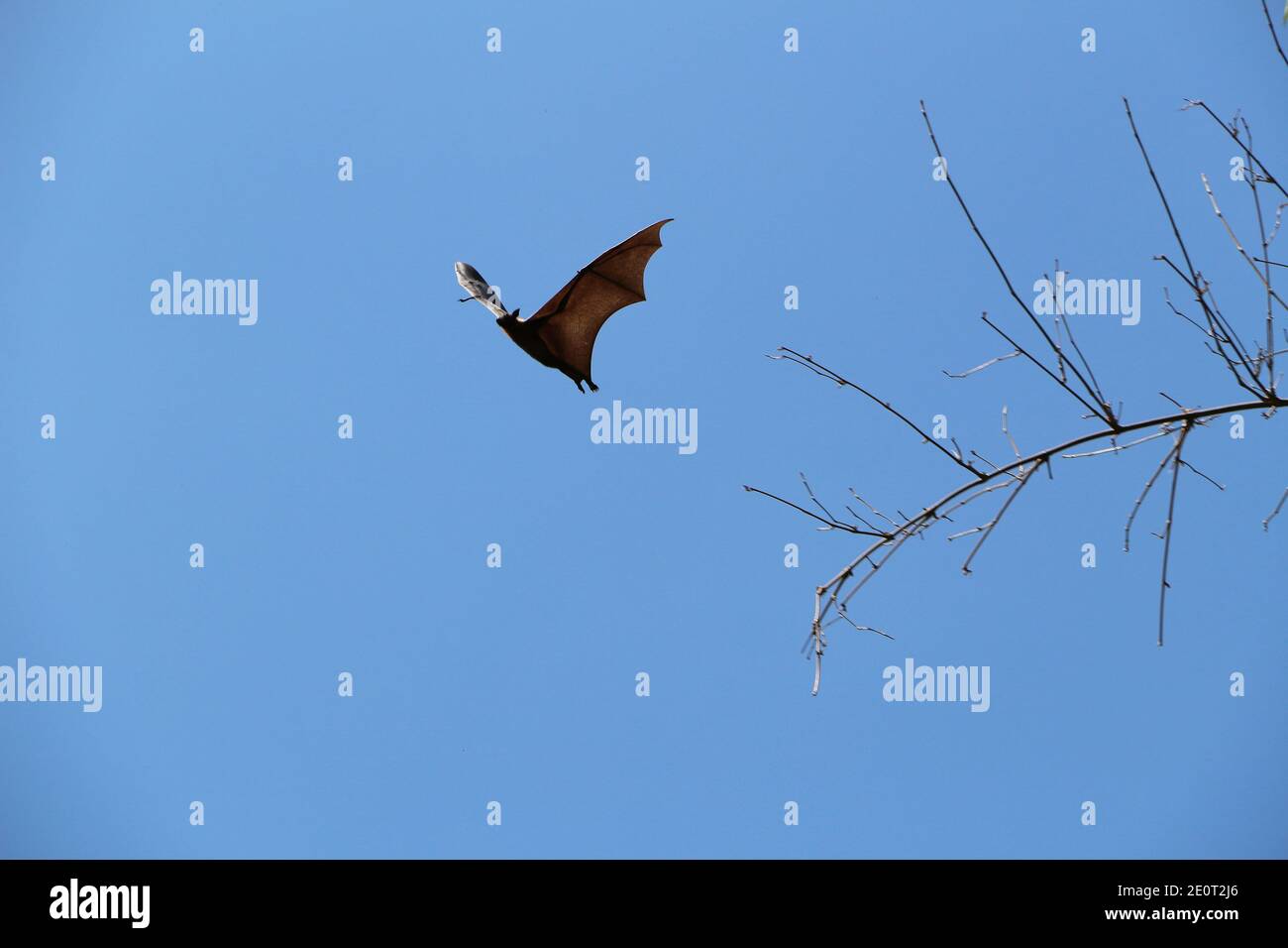 flying Megabats in Sri Lanka Stock Photo - Alamy