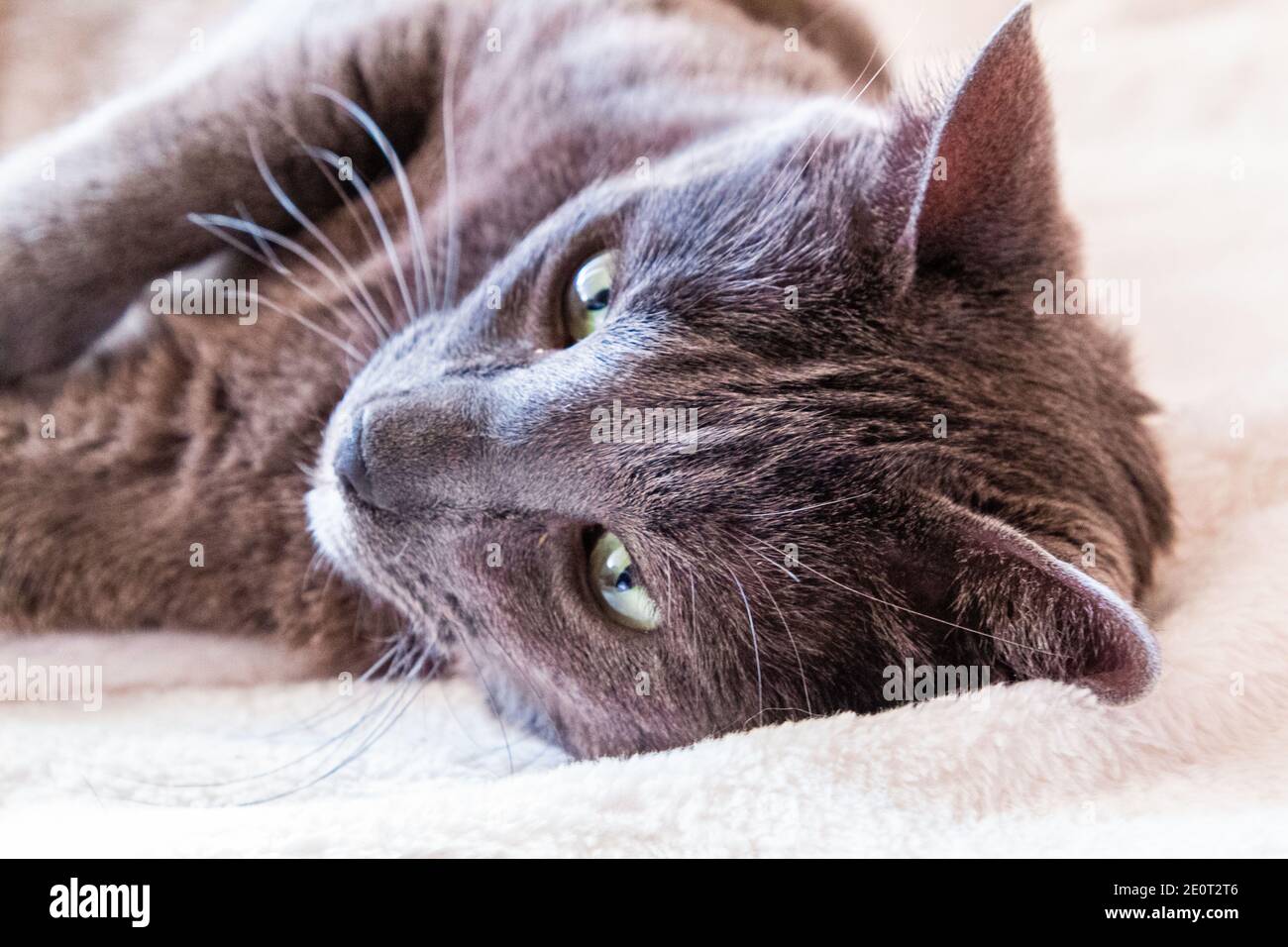 A close up picture of a Russian Blue face while resting in bed Stock ...