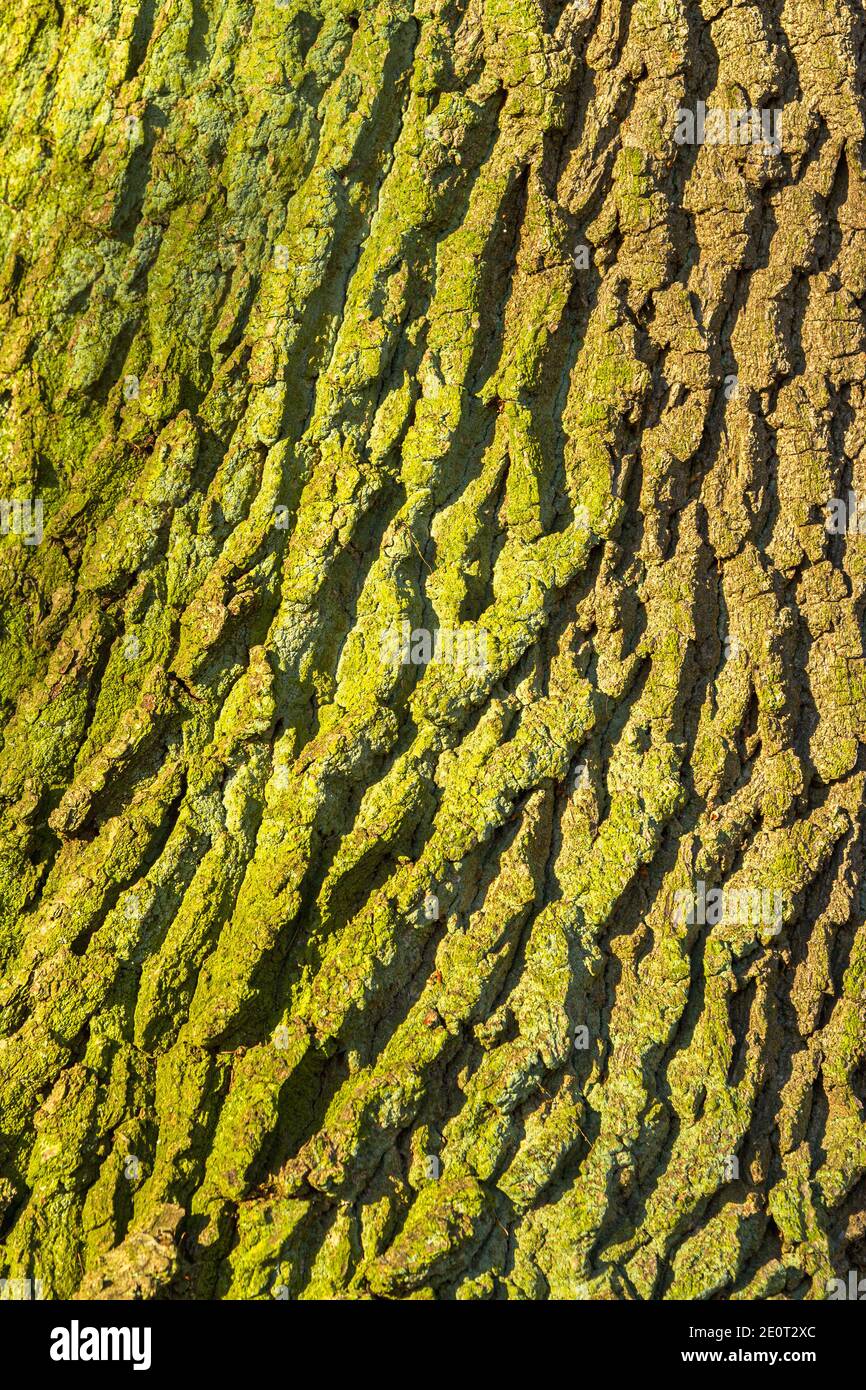 Oak tree trunk rough bark pattern texture background Stock Photo - Alamy