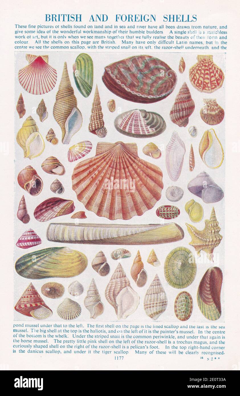 Vintage illustrations of shells Stock Photo - Alamy