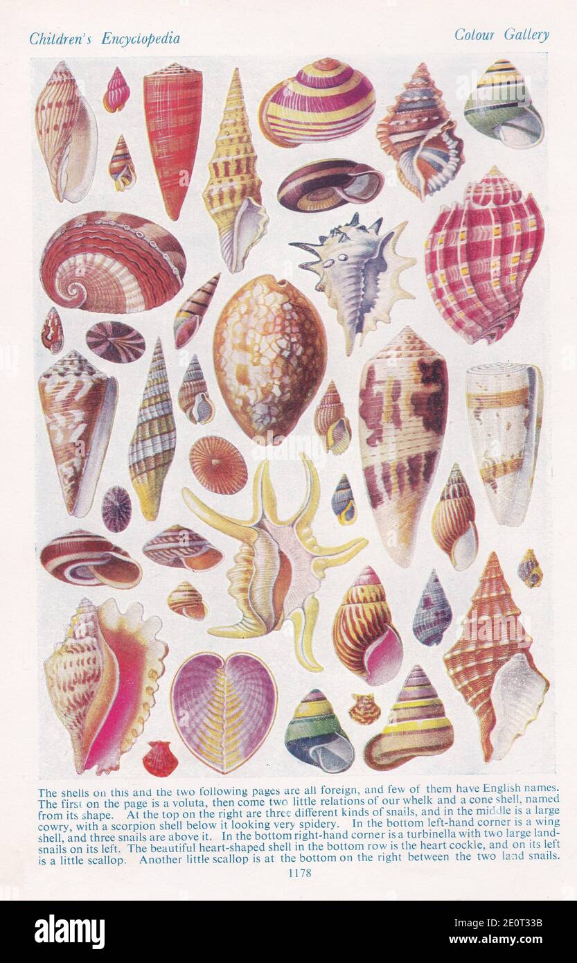 Vintage illustrations of shells Stock Photo - Alamy