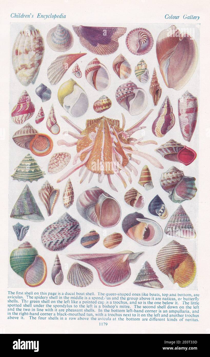 Vintage illustrations of shells Stock Photo - Alamy
