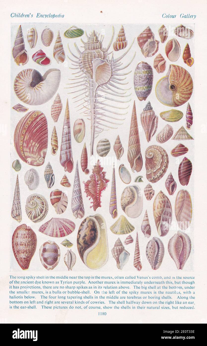 Vintage Shell Illustration