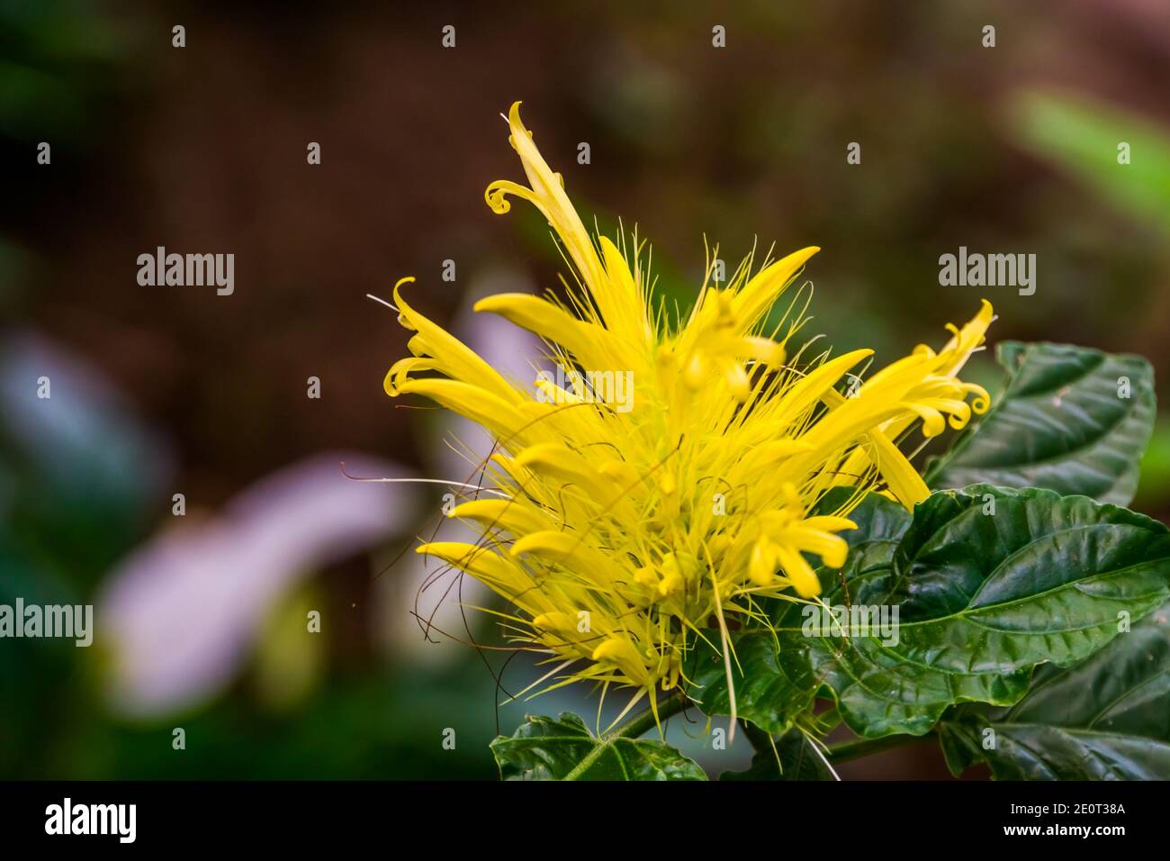 Golden plume hi-res stock photography and images - Alamy