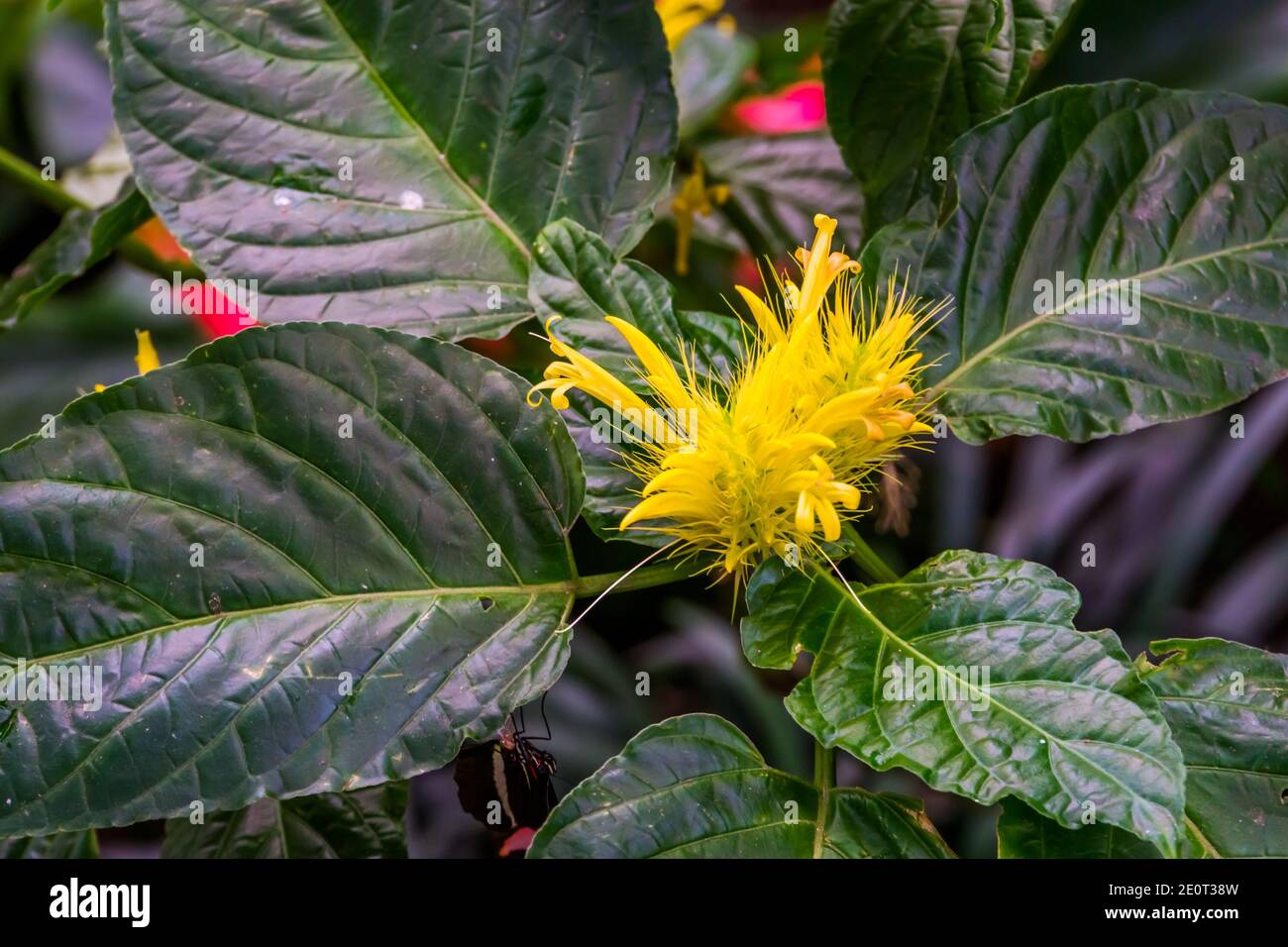 Golden plume hi-res stock photography and images - Alamy