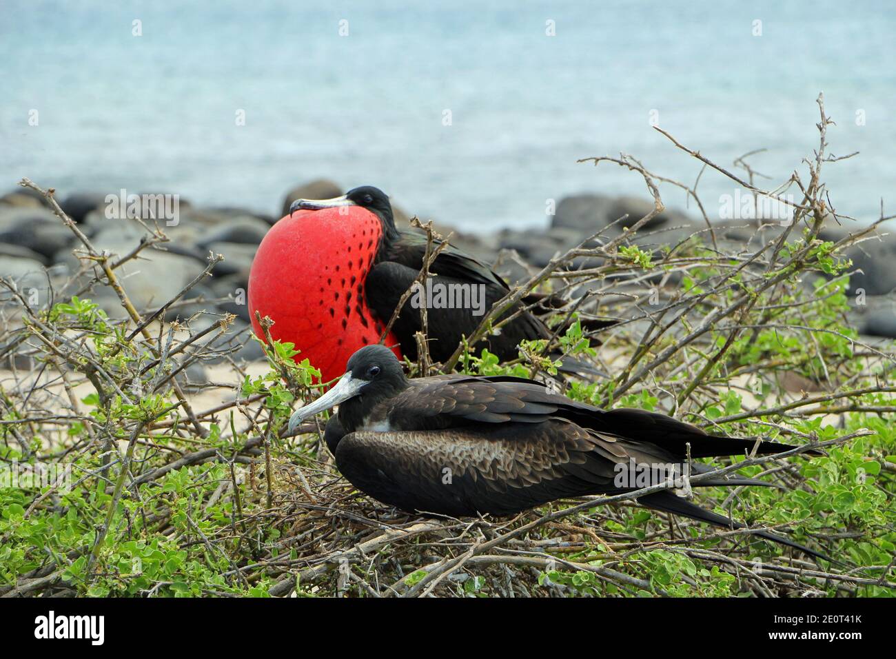 Frigate birds on the galapagos islands Ecuador Stock Photo - Alamy