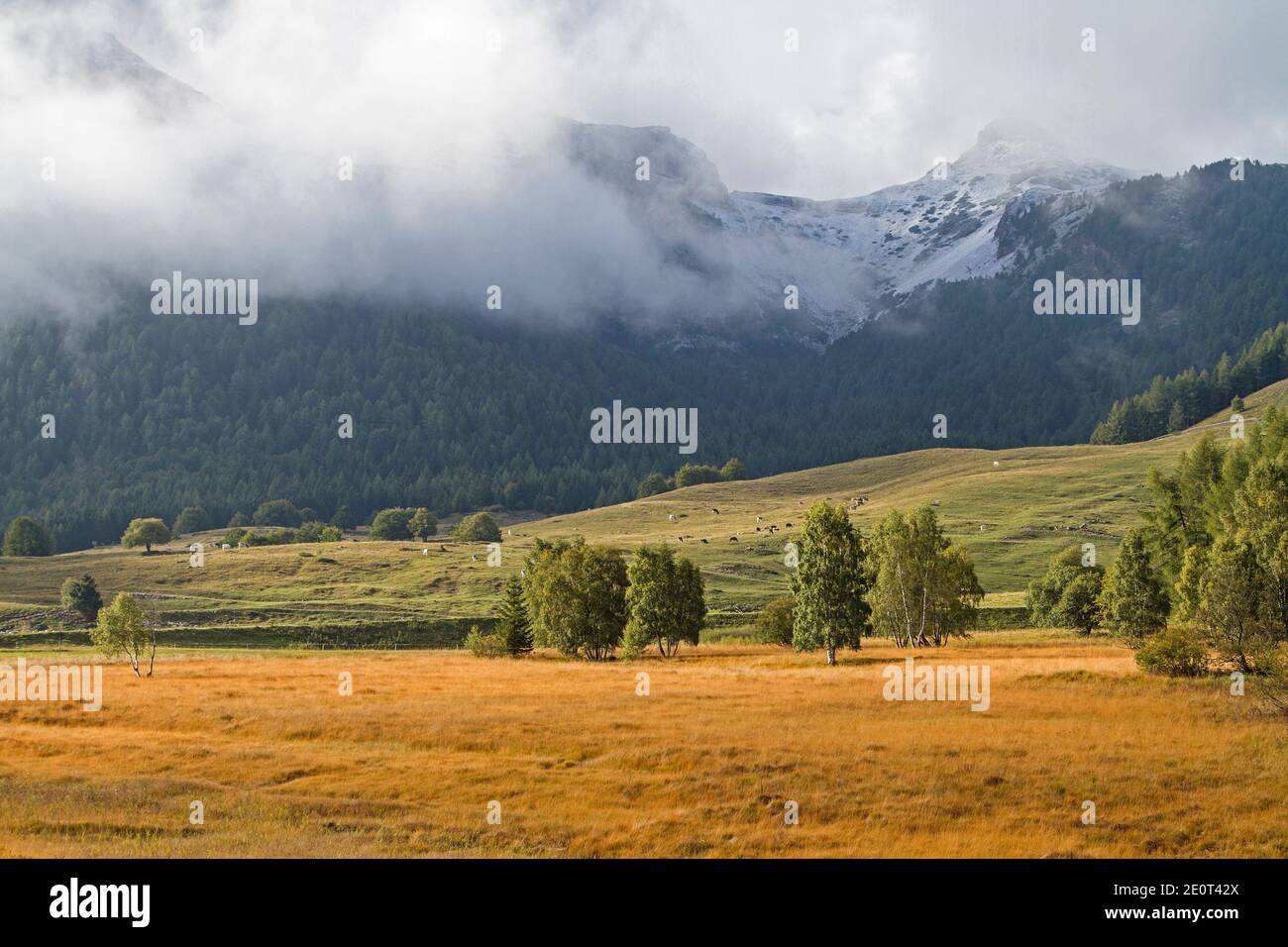 The Plateau Of The Viote On Monte Bondone Is A Biotope Whose Peat Pit ...