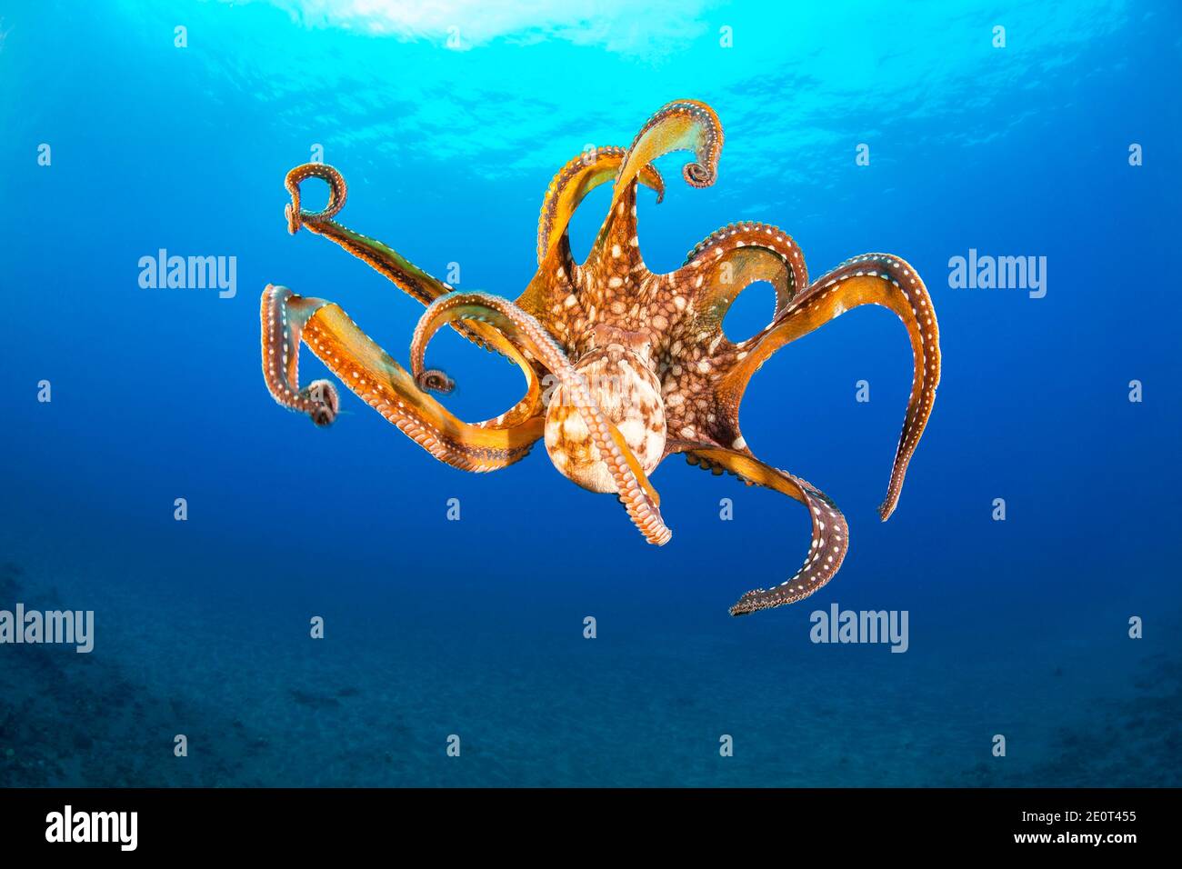 Day octopus, Octopus cyanea, in mid-water, Hawaii Stock Photo - Alamy