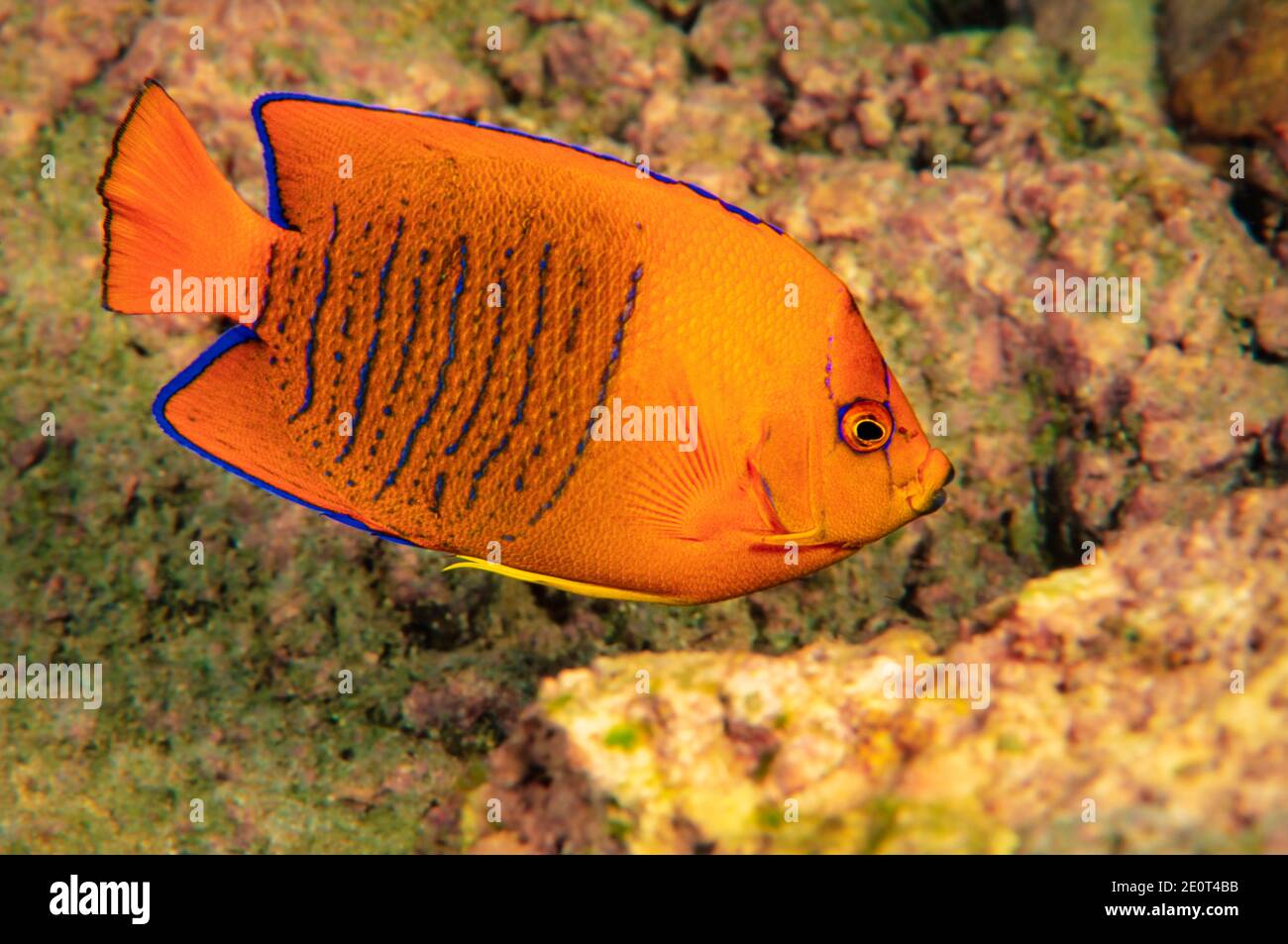 Juvenile clarion angelfish hi-res stock photography and images - Alamy