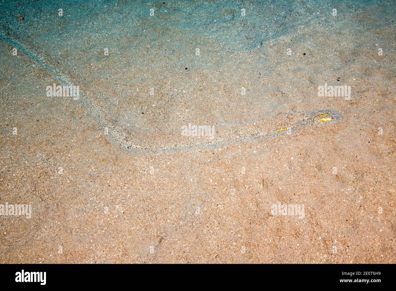 This shows the trail in the sand created by the marlin spike auger ...