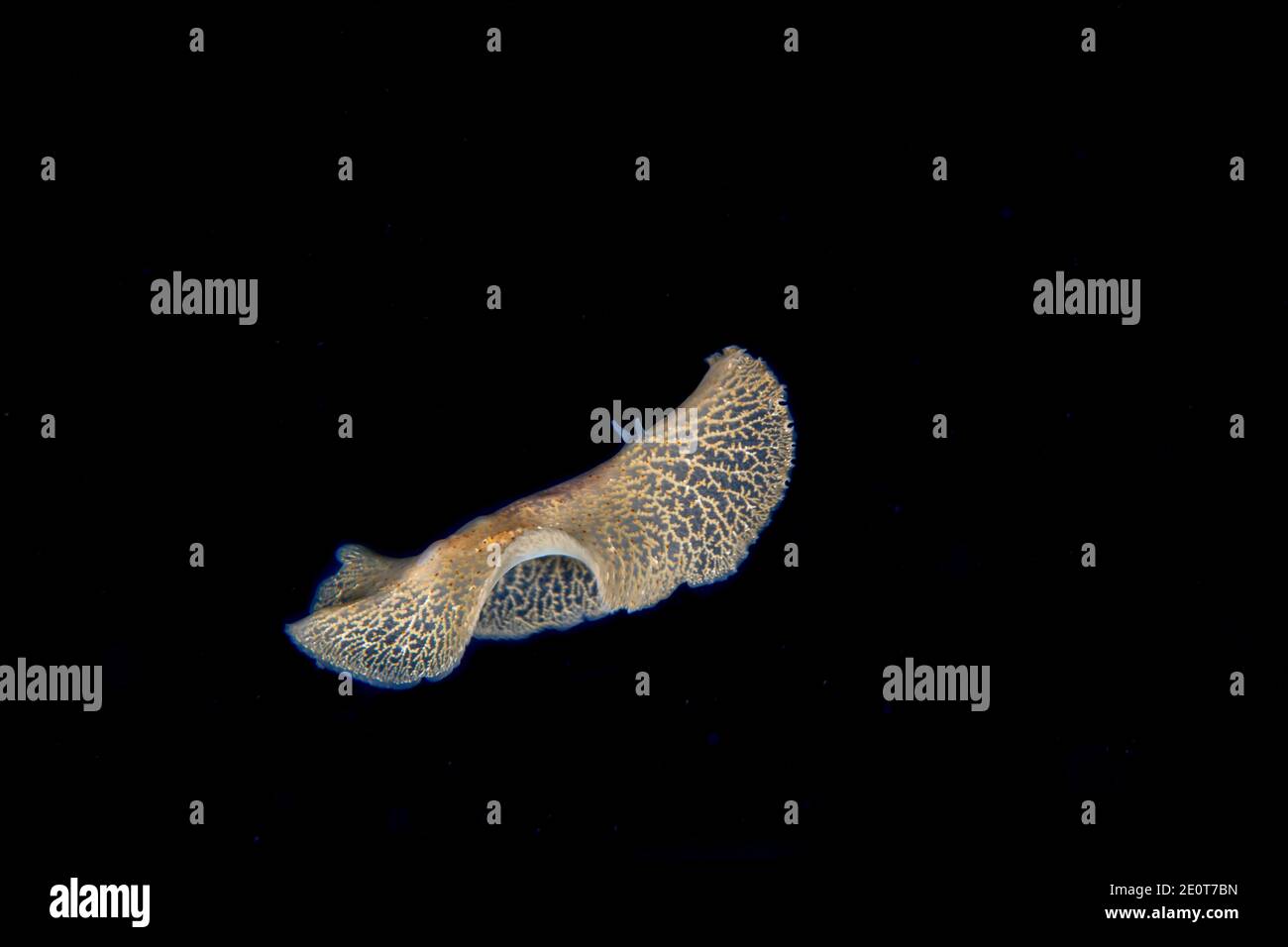 Platyzoa High Resolution Stock Photography and Images - Alamy