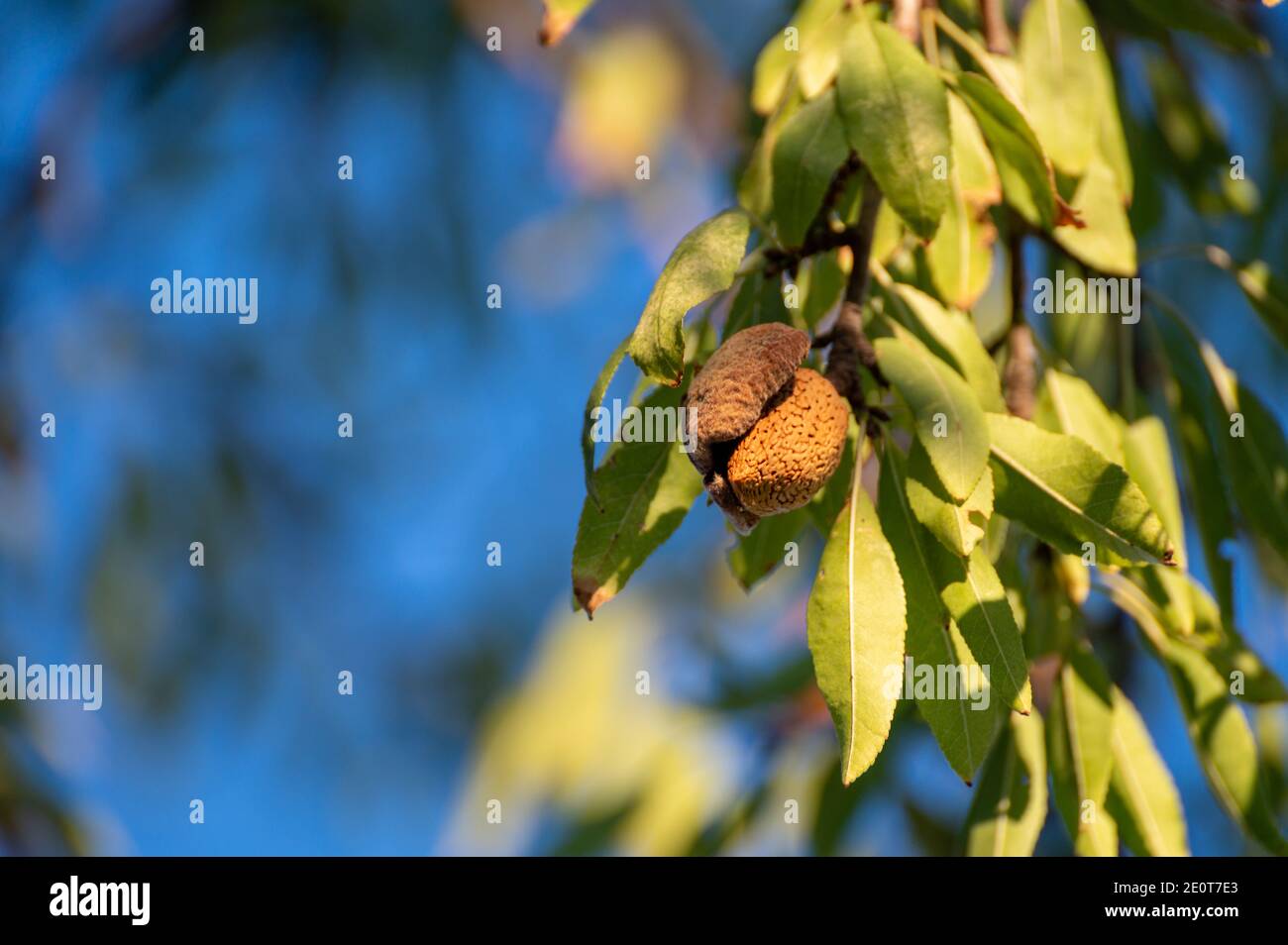 Almond tree with ripe hard nuts in shell ready to harvest in evening ...