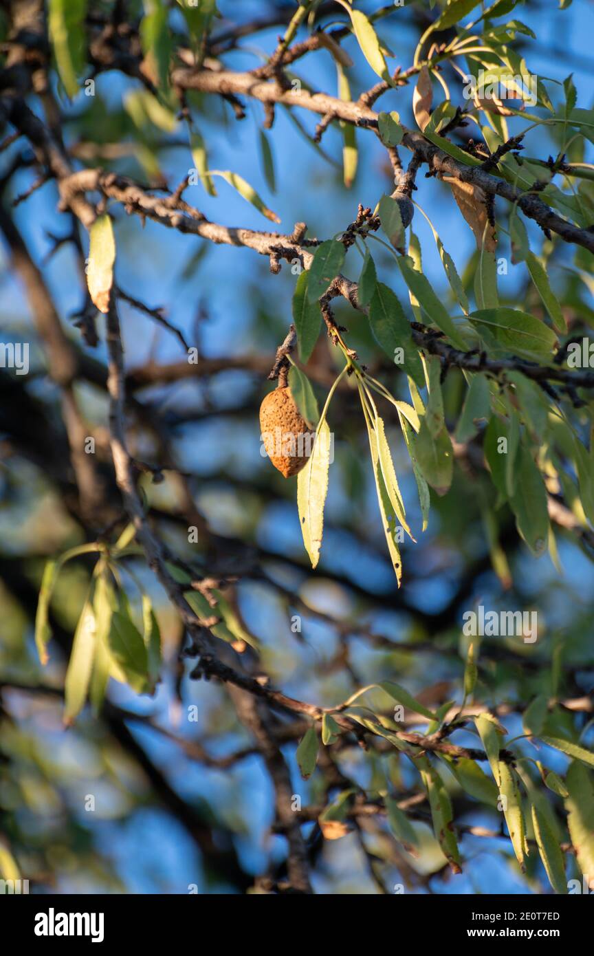 Almond tree with ripe hard nuts in shell ready to harvest in evening ...