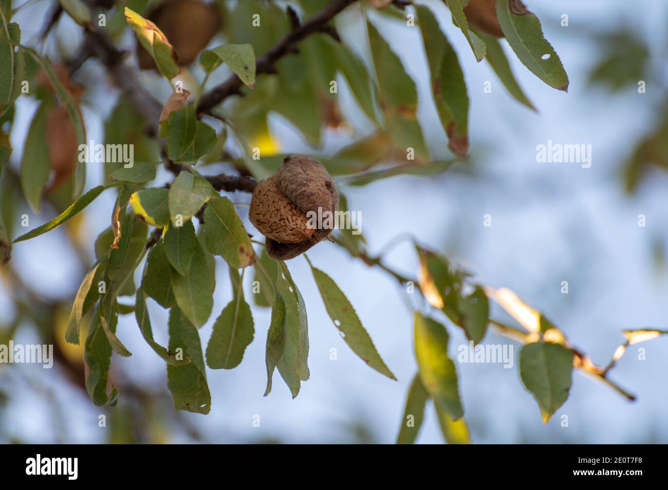Almond tree with ripe hard nuts in shell ready to harvest in evening ...