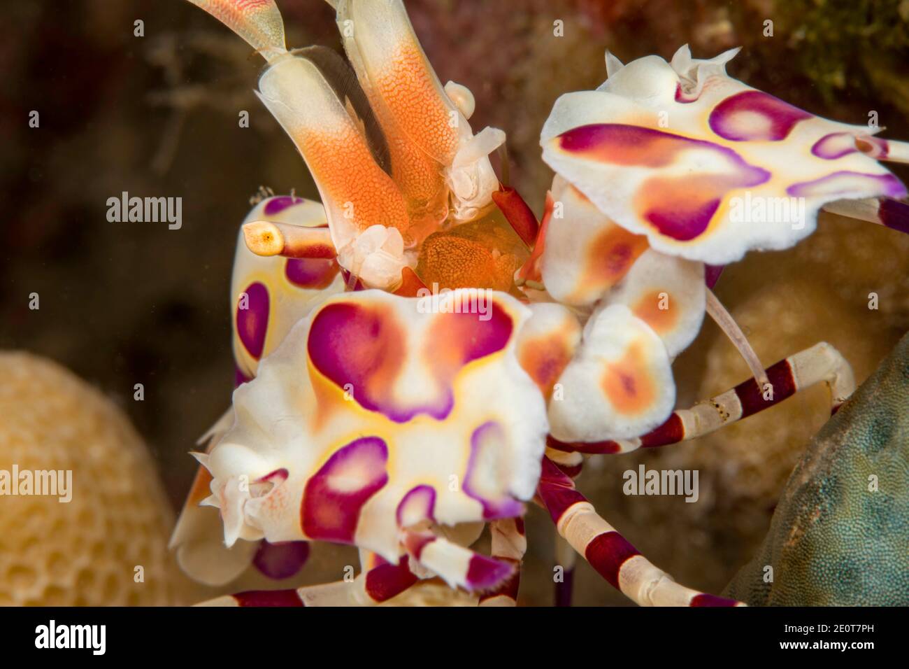 Harlequin shrimp, Hymenocera picta, feeding on a seastar. Hawaii Stock ...