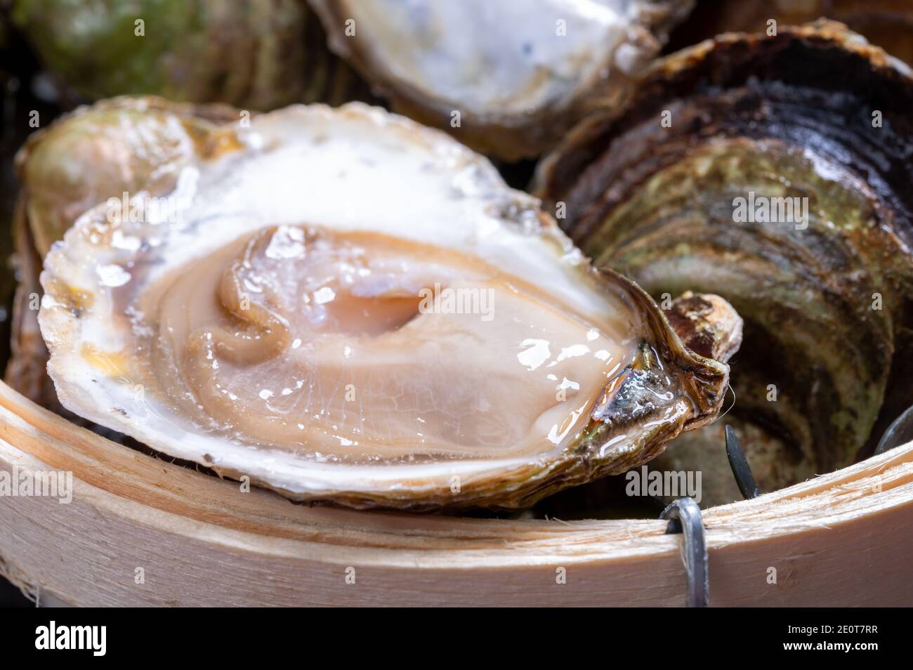 Native oyster ostrea edulis hi-res stock photography and images - Alamy