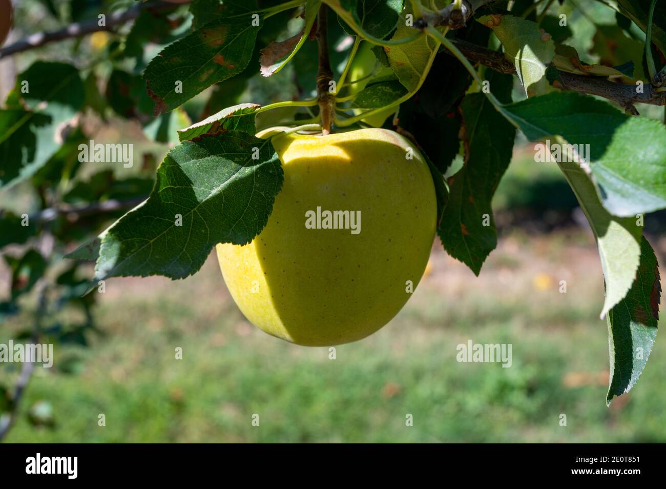 Fruit orchards in France, apple trees with ripe green fruits ready for ...