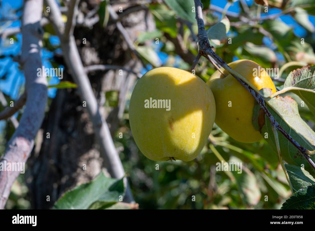 Fruit orchards in France, apple trees with ripe green fruits ready for ...