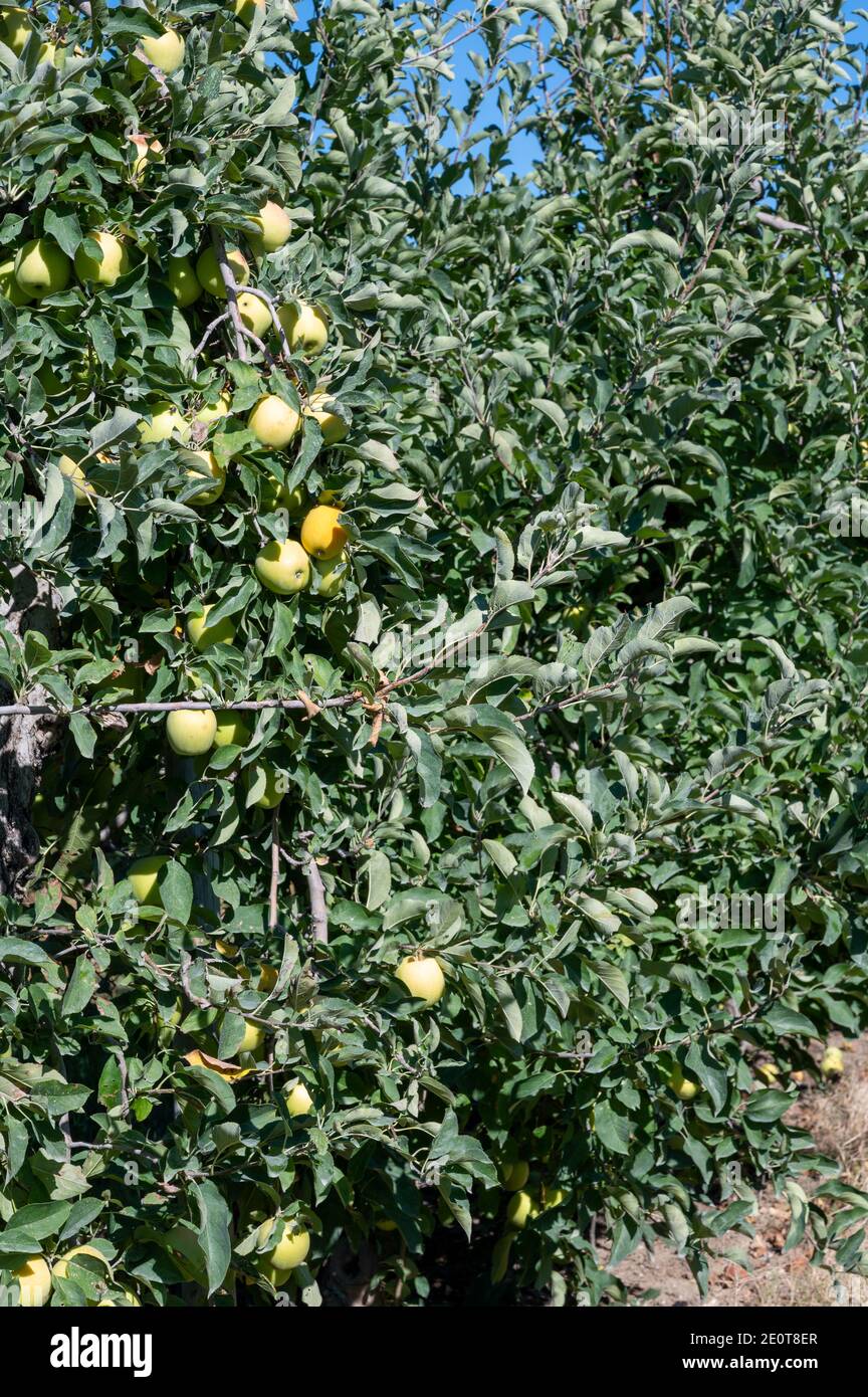 Fruit orchards in France, apple trees with ripe green fruits ready for ...