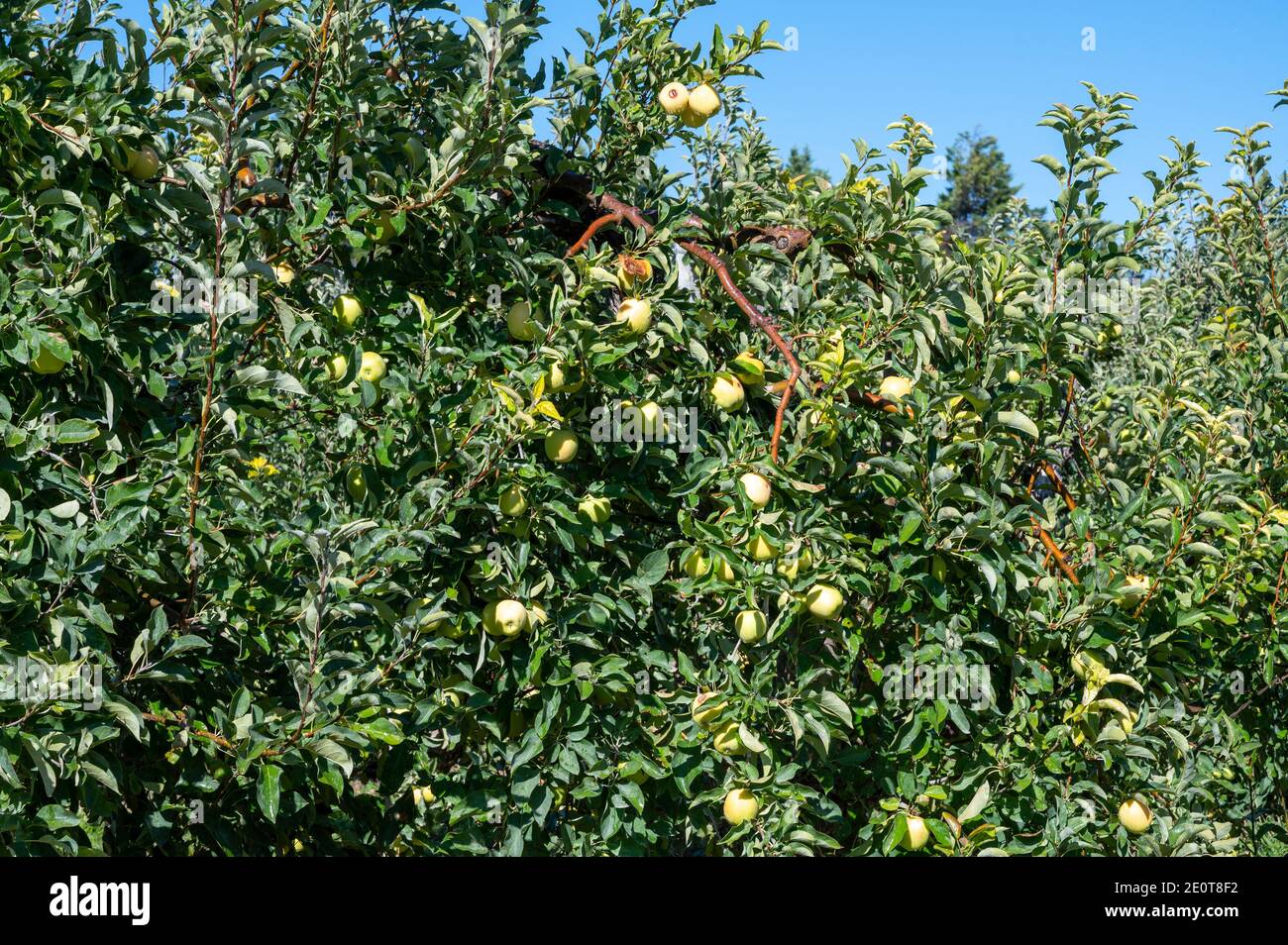 Fruit orchards in France, apple trees with ripe green fruits ready for ...