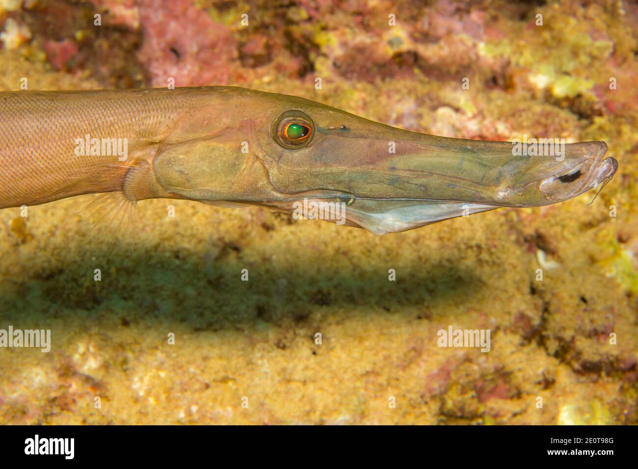 This trumpetfish, Aulostomus chinensis, has just captured a small ...