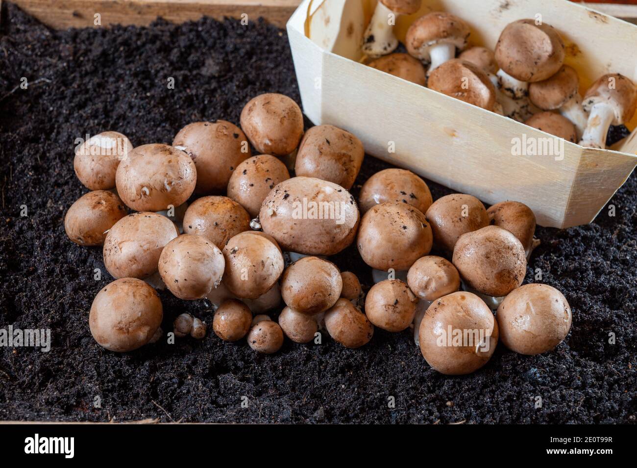 Brown champignons mushrooms growing in underground caves in Kanne ...