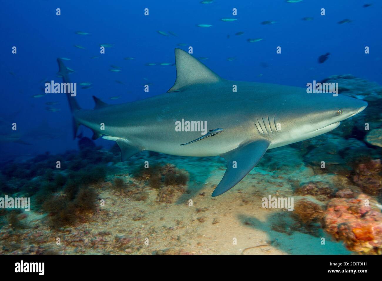 A male bull shark, Carcharhinus leucas, Bequ Lagoon, Viti Levu, Fiji ...