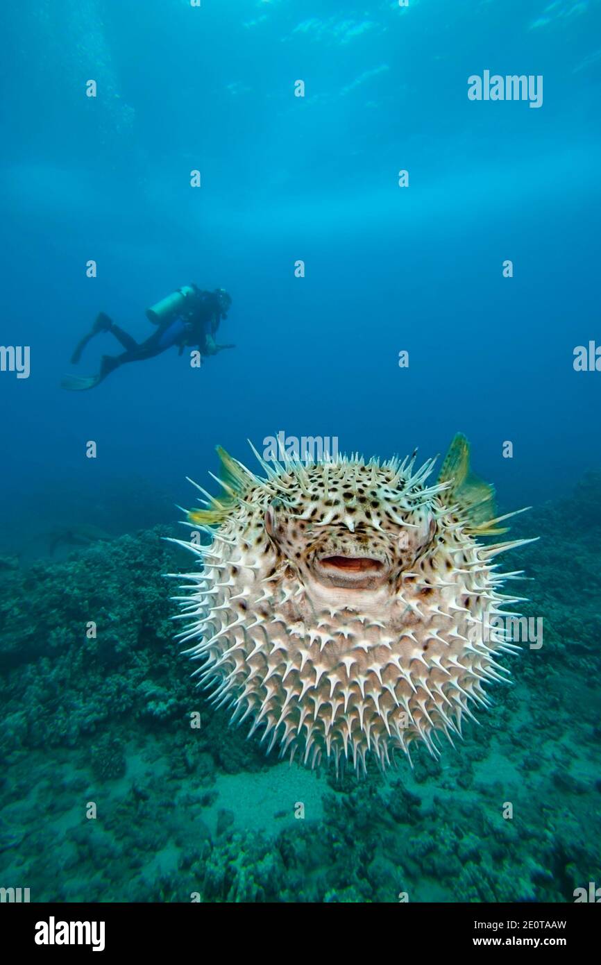 Spiny porcupinefish hi-res stock photography and images - Alamy
