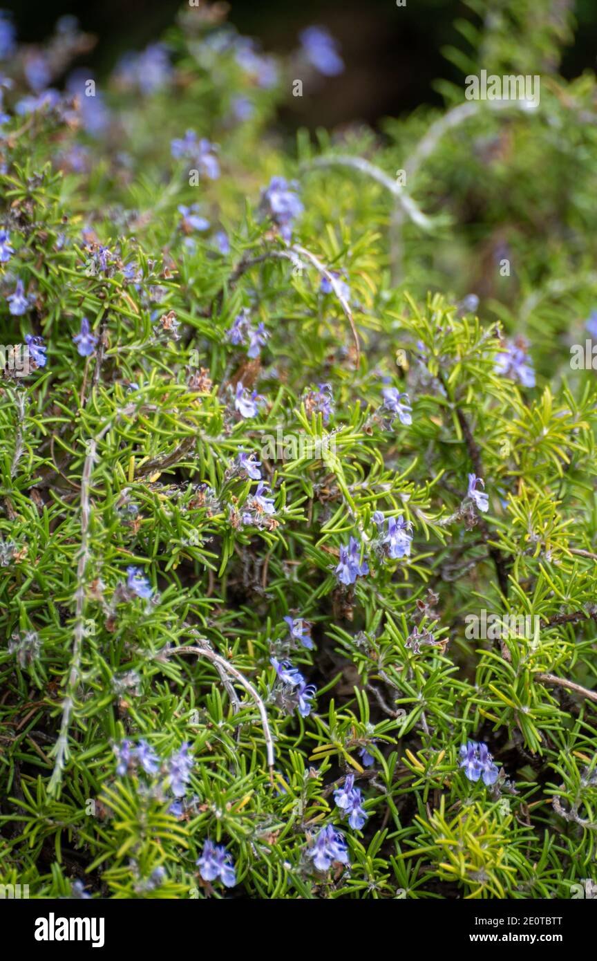 Ingredient of aromatic kitchen herbs of Provence rosemary plant in ...
