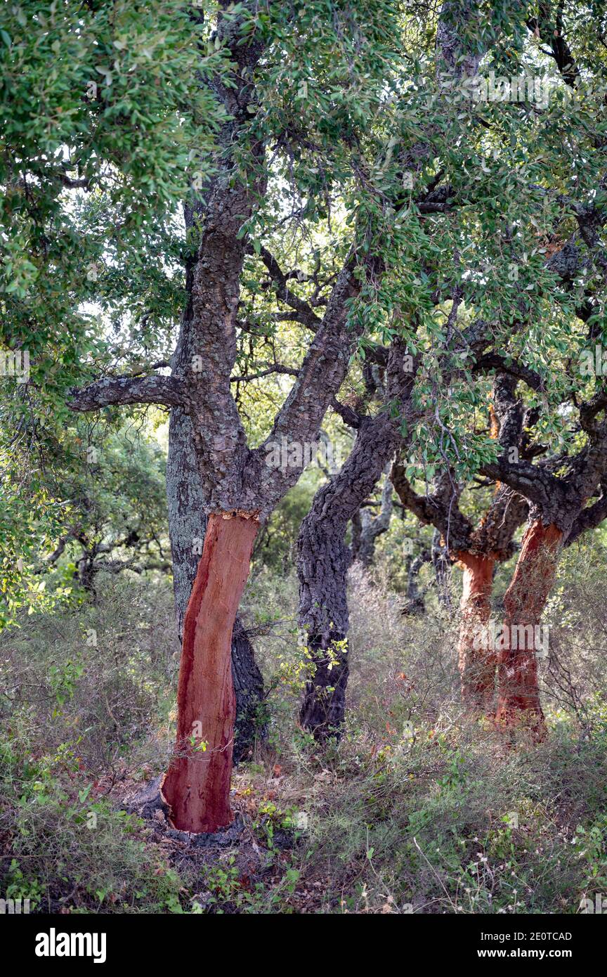 Peeled cork oaks growing in French forest, industrial production of ...