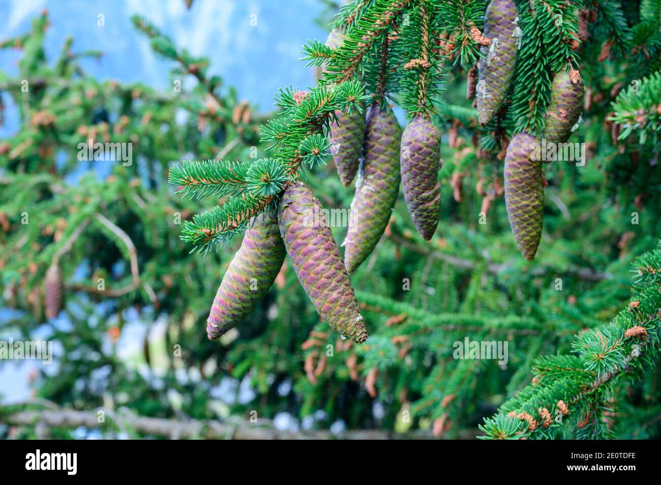 Alpine pine cone snow hi-res stock photography and images - Alamy