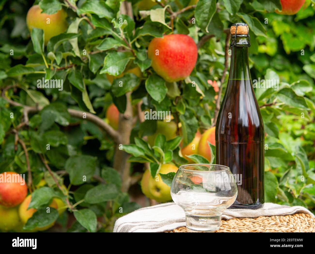 Brut apple cider from Normandy in bottle, France and green apple tree ...