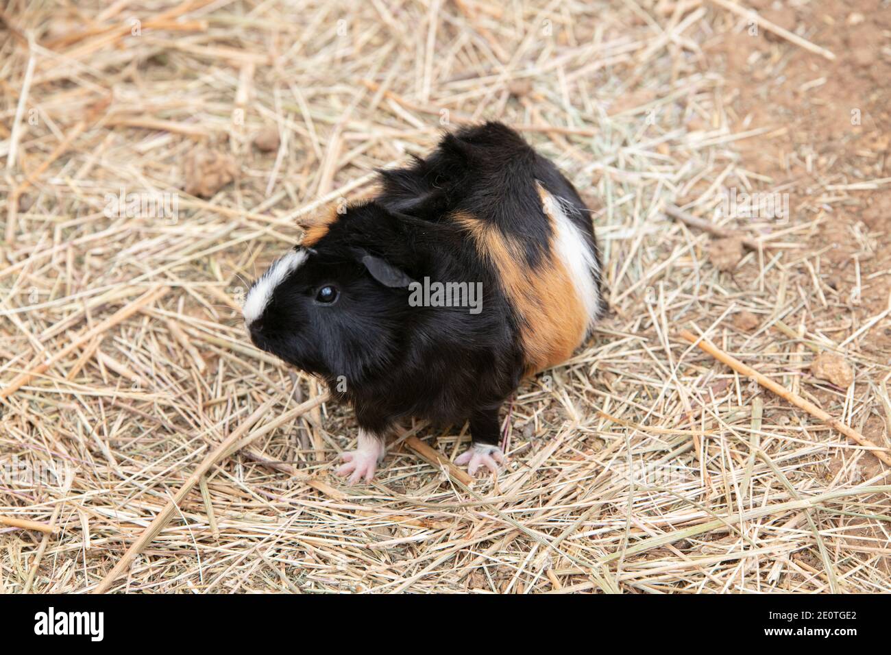 Free tricolor guinea pig on straw Stock Photo - Alamy