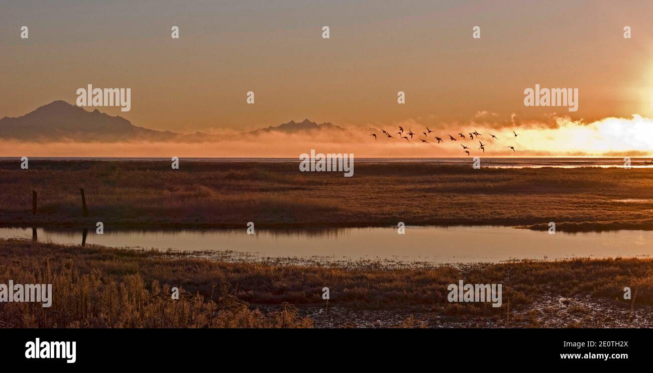 Marsh ground hi-res stock photography and images - Alamy