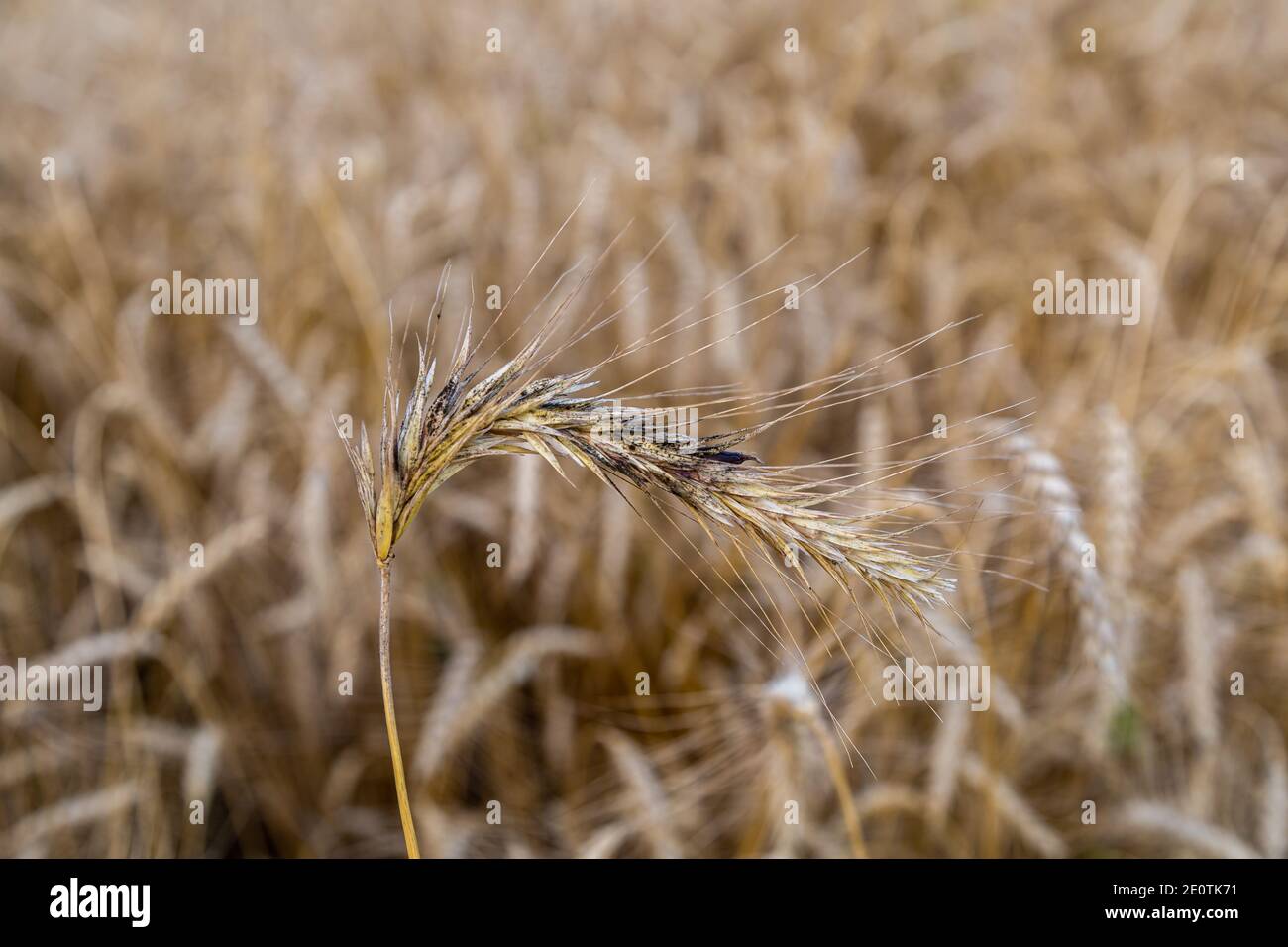 Ergot fungus hi-res stock photography and images - Alamy