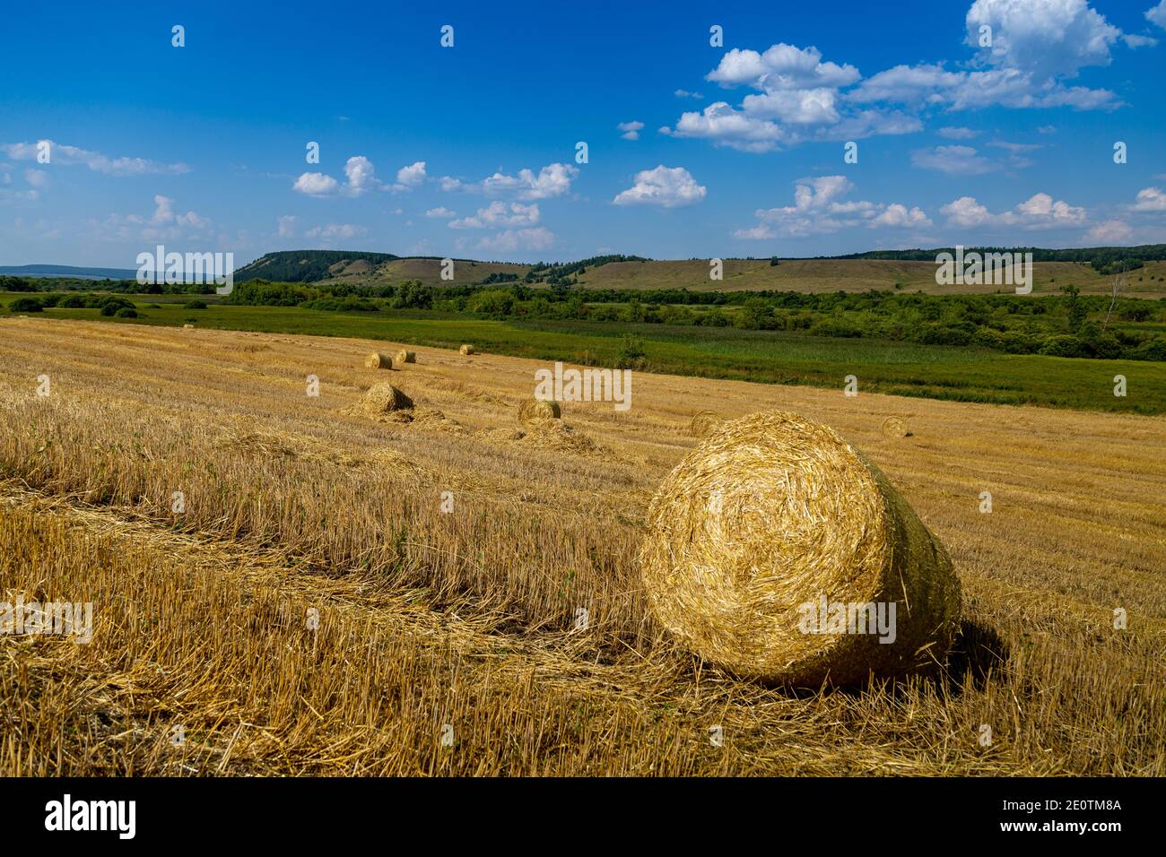 Fresh Hay bales in agriculture stubble field under fluffy blue sky ...
