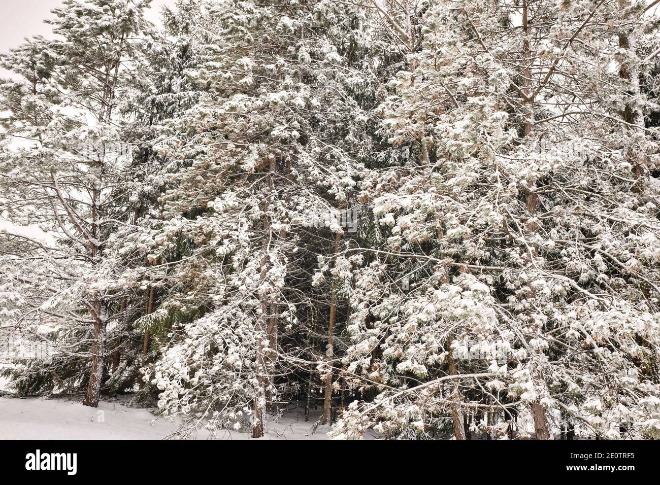Winter snow on trees Stock Photo - Alamy