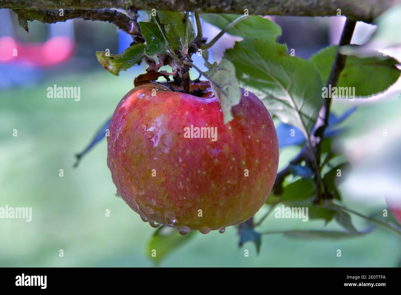 World apple tree hi-res stock photography and images - Alamy