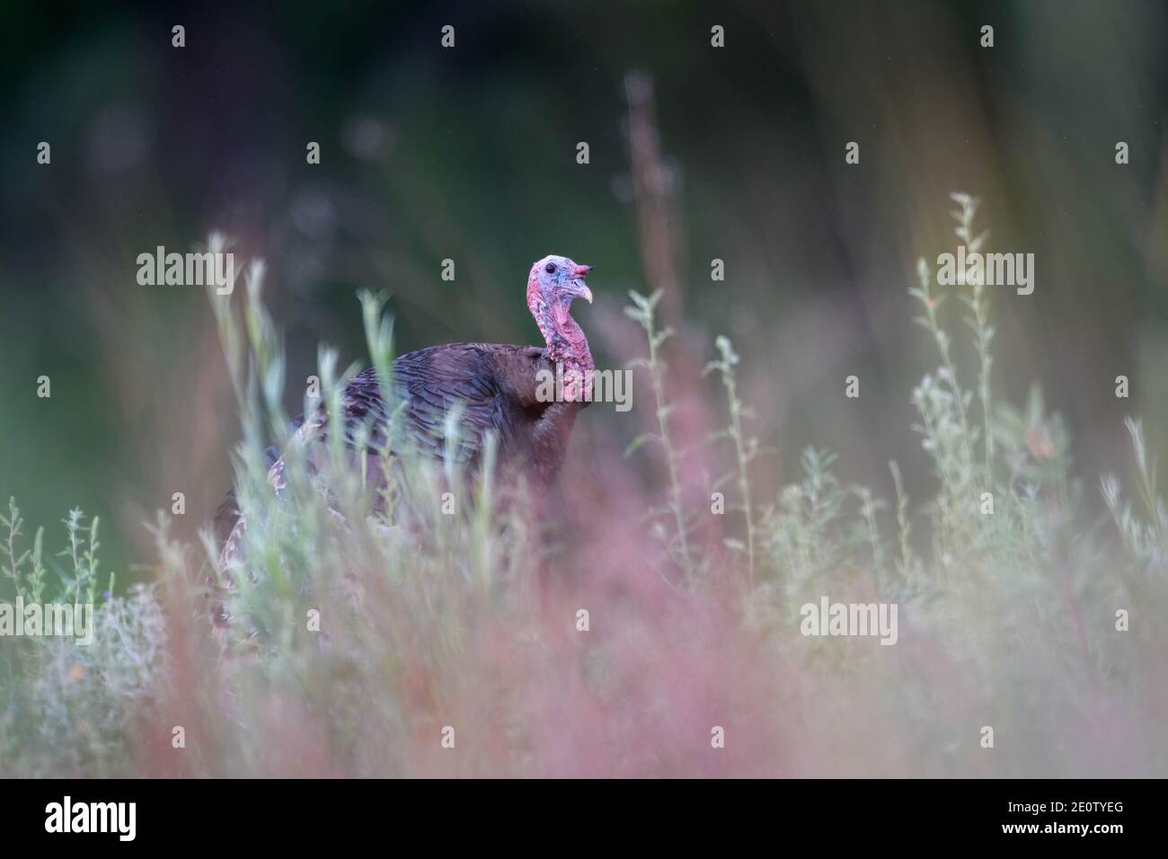 Rio Grande Wild Turkey, Bosque del Apache National Wildlife Refuge, New ...