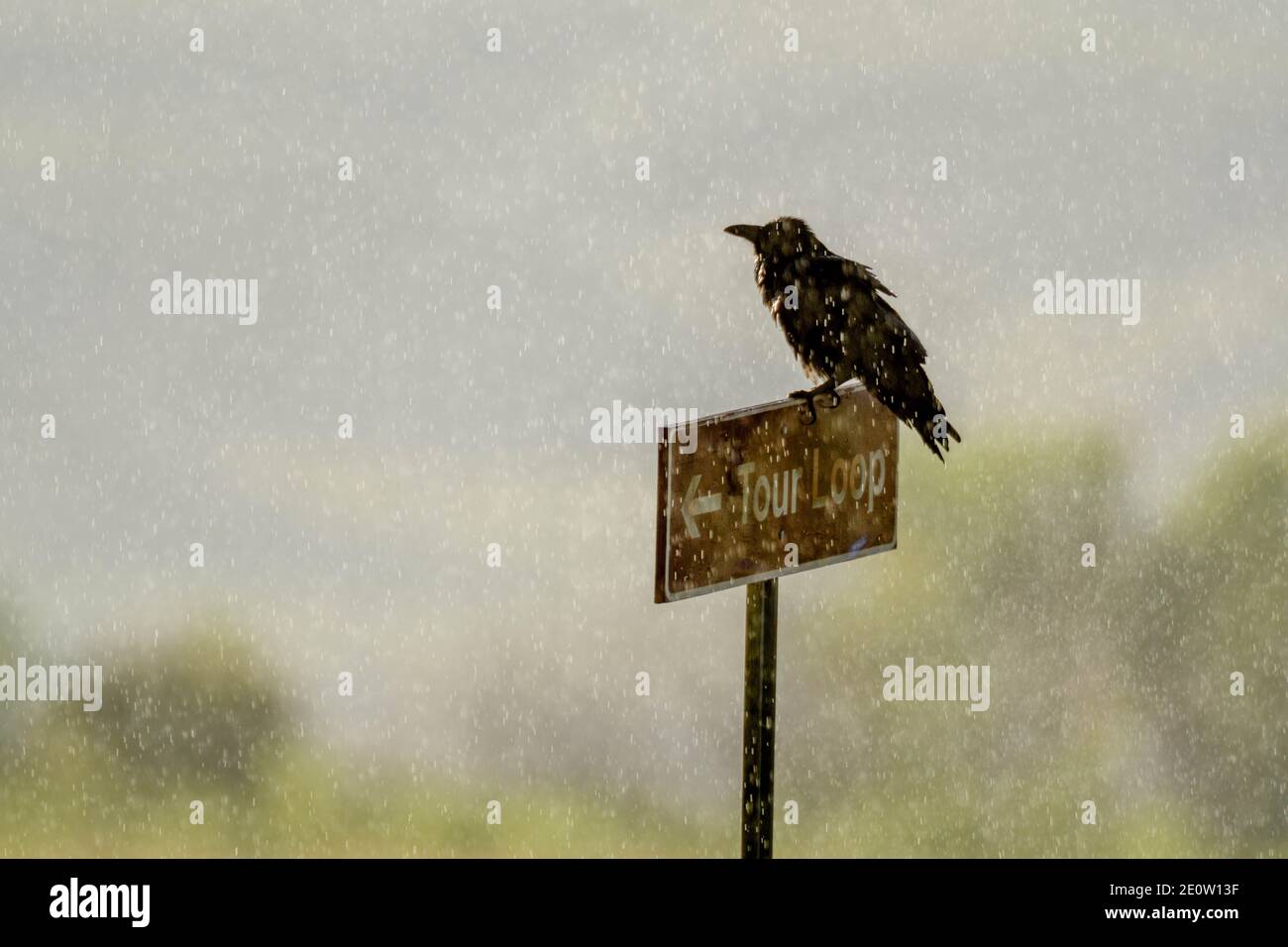 Common Raven in a rain storm, Bosque del Apache National Wildlife ...