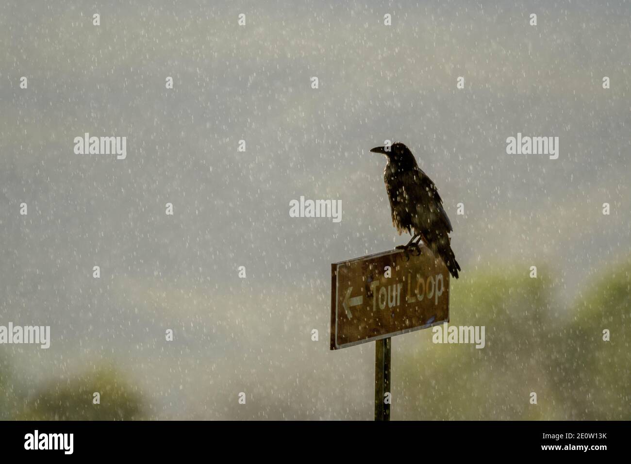 Common Raven in a rain storm, Bosque del Apache National Wildlife ...